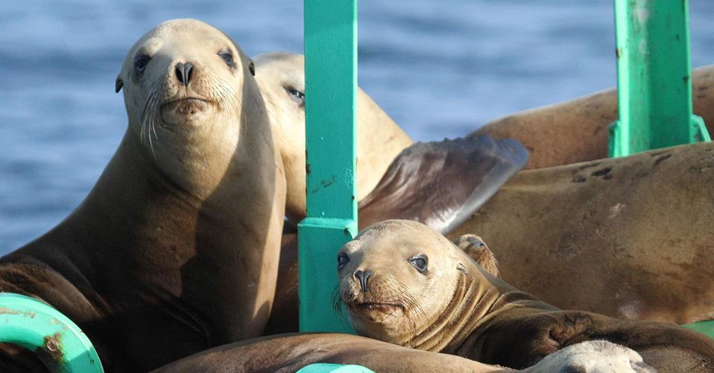 Marine life thrives in ports | News | Port Strategy