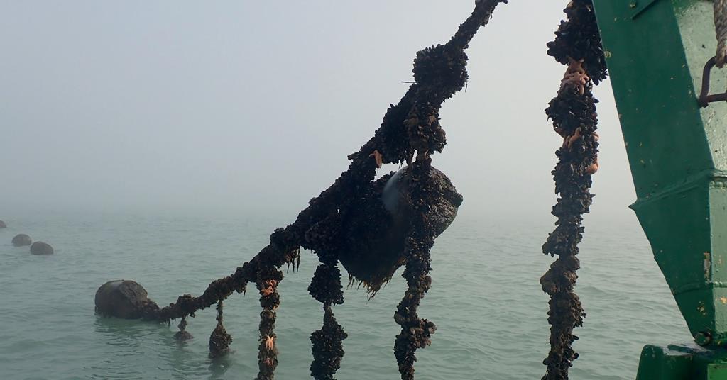 A nature-based approach to coastal protection | News | Port Strategy