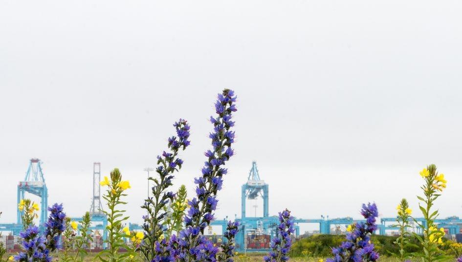 Rotterdam works to conserve honey bees | News | Port Strategy