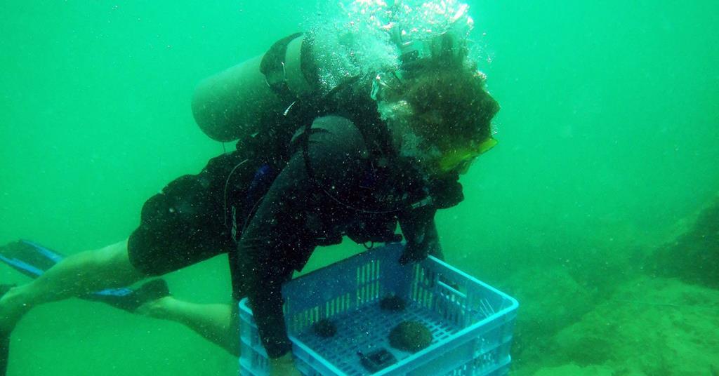 Coral relocation plan protects marine life | News | Port Strategy